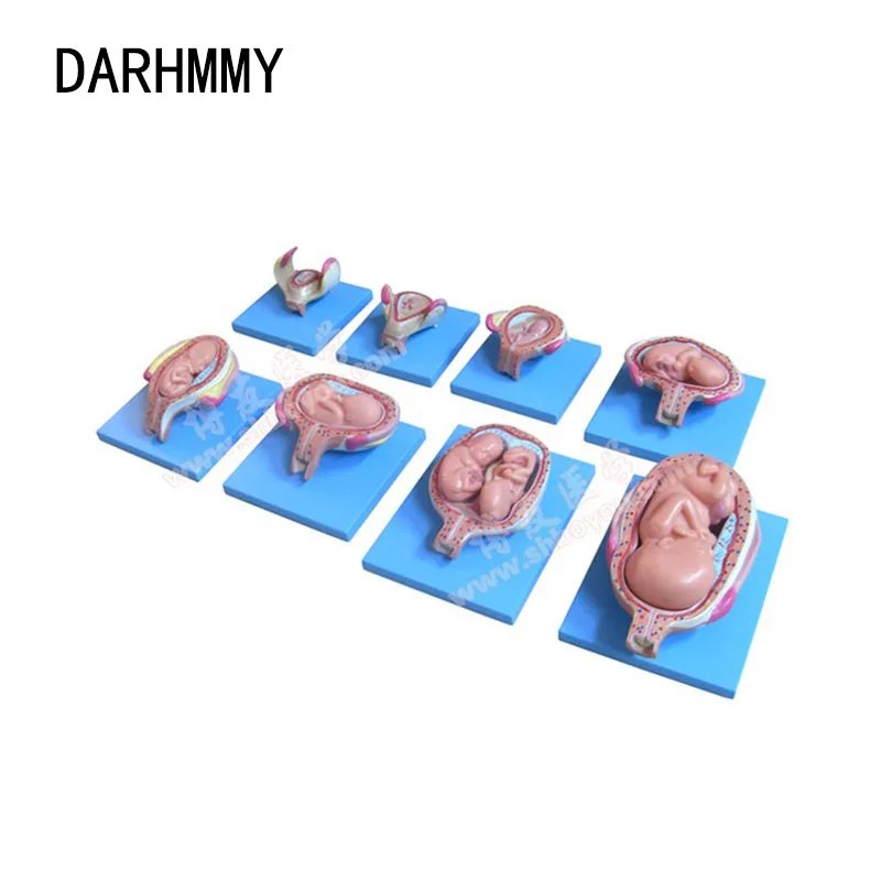 DARHMMY Pregnancy Embryo Development Model,Gynecological Fetal ...